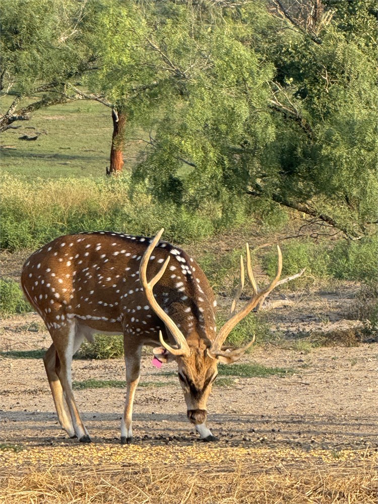 WildLife Buyer, LLC. - Non typical axis