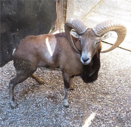 WildLife Buyer, LLC. - 1.0 RED SHEEP (RB#14) - Ask About Insurance