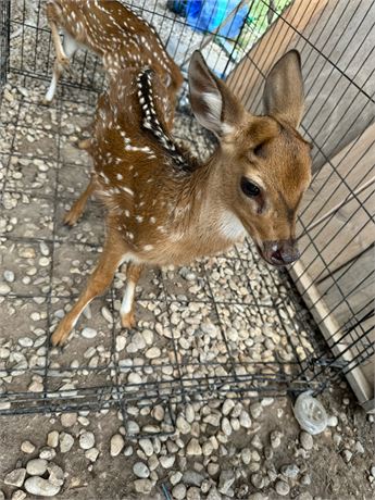 WildLife Buyer, LLC. - buck axis baby deer