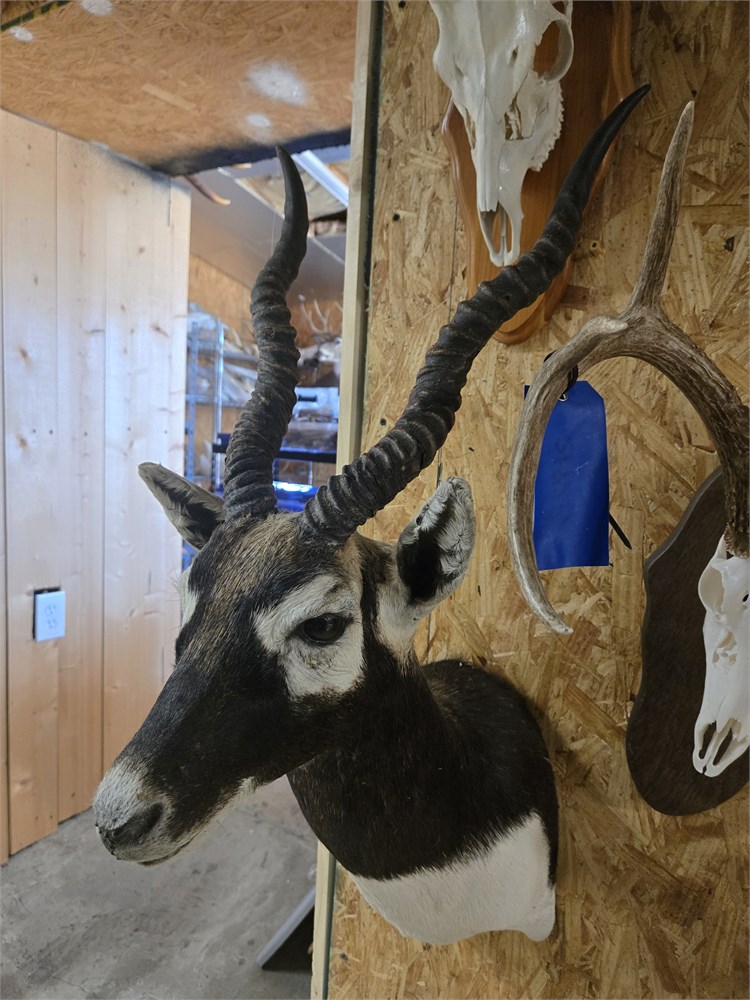 WildLife Buyer, LLC. - Very nice Blackbuck Mount, newer mount, can be ...