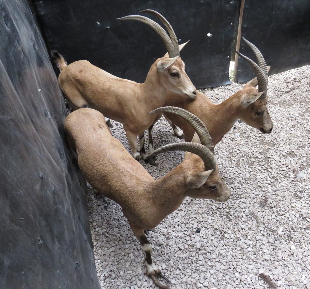 WildLife Buyer, LLC. - 0.3 IBEX (OKB#4-1)