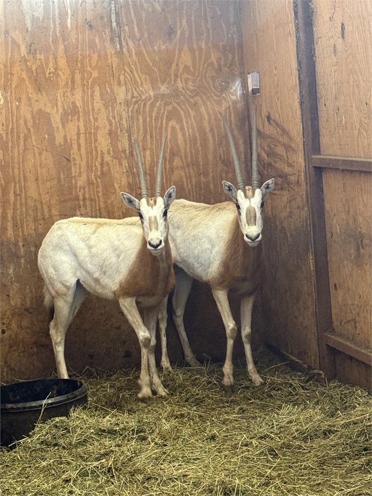 WildLife Buyer, LLC. - Oryx heifers