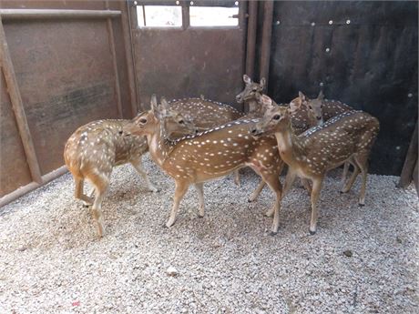 WildLife Buyer, LLC. - 0.6 AXIS (NKB#12)