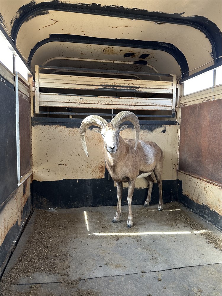 WildLife Buyer, LLC. - Mouflon Cross Ram