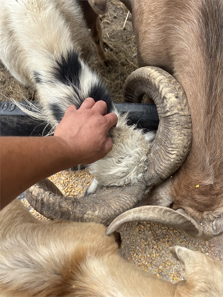WildLife Buyer, LLC. - Ram