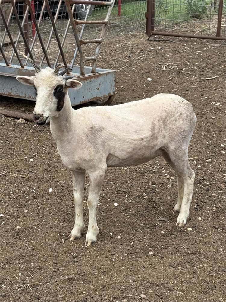 WildLife Buyer, LLC. - 5 horn ewe lamb