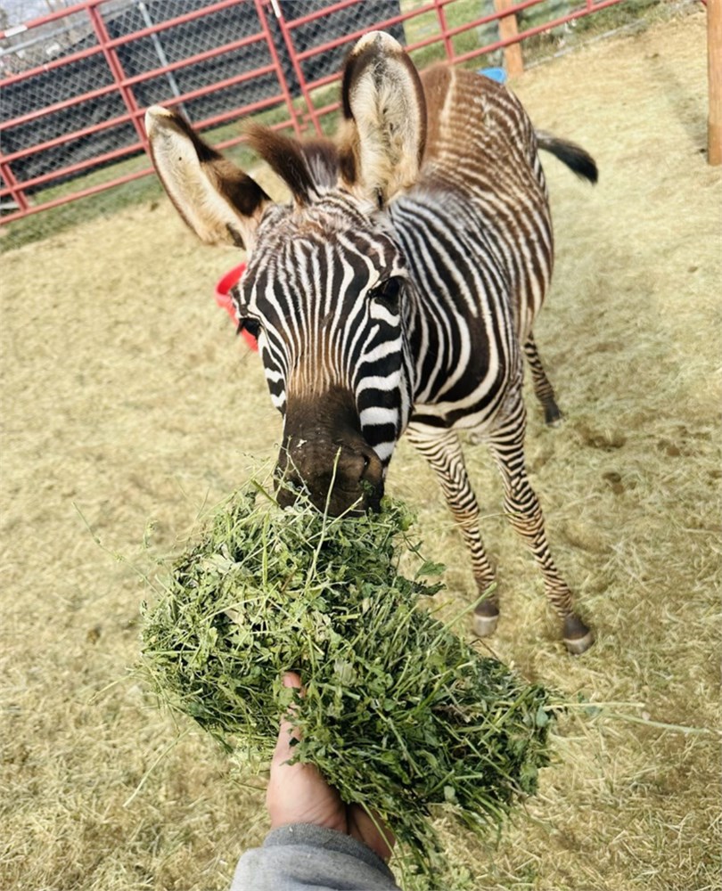 WildLife Buyer, LLC. - 1.0 friendly zebra