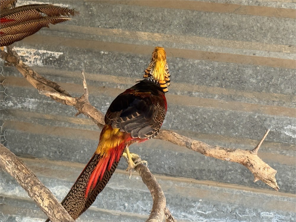 WildLife Buyer, LLC. - Pair of Red Golden pheasant