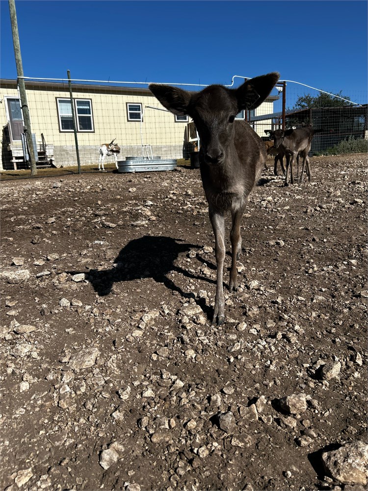 WildLife Buyer, LLC. - 0.1 Bottle Raised Fallow Doe - Exceptional Genetics