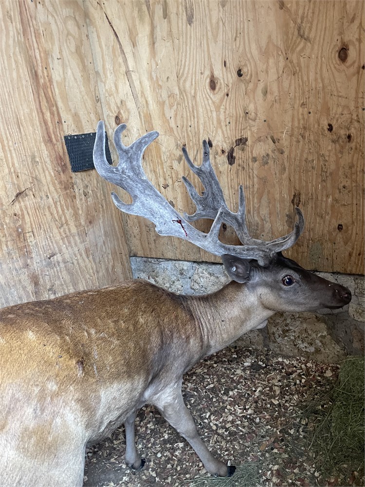 WildLife Buyer, LLC. - Fallow buck