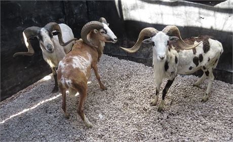 WildLife Buyer, LLC. - 3.0 PAINTED DESERT TAG#216/217/218 (NKB#7)