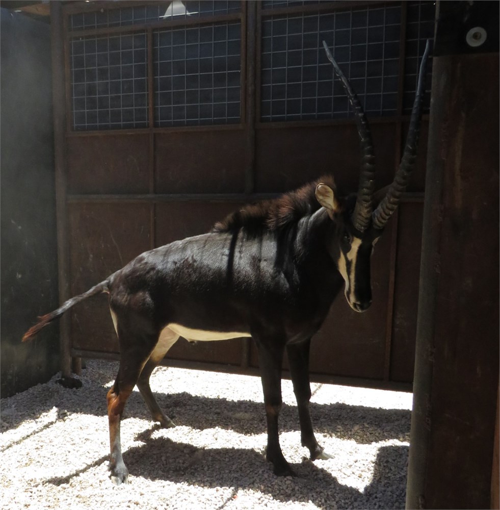 WildLife Buyer, LLC. - 1.0 SABLE (NKB#17) - Ask about insurance