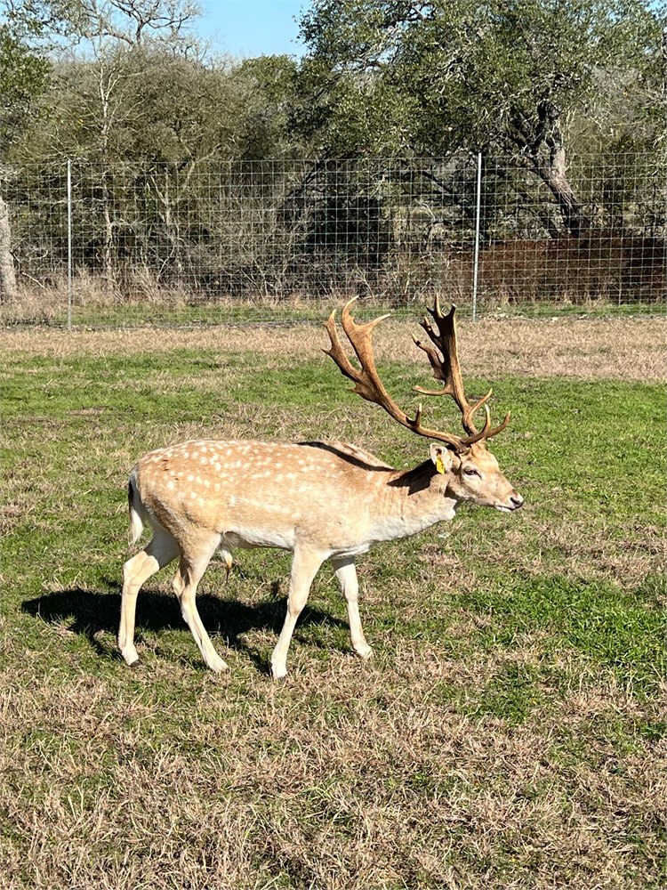 WildLife Buyer, LLC. - 1.0 FALLOW