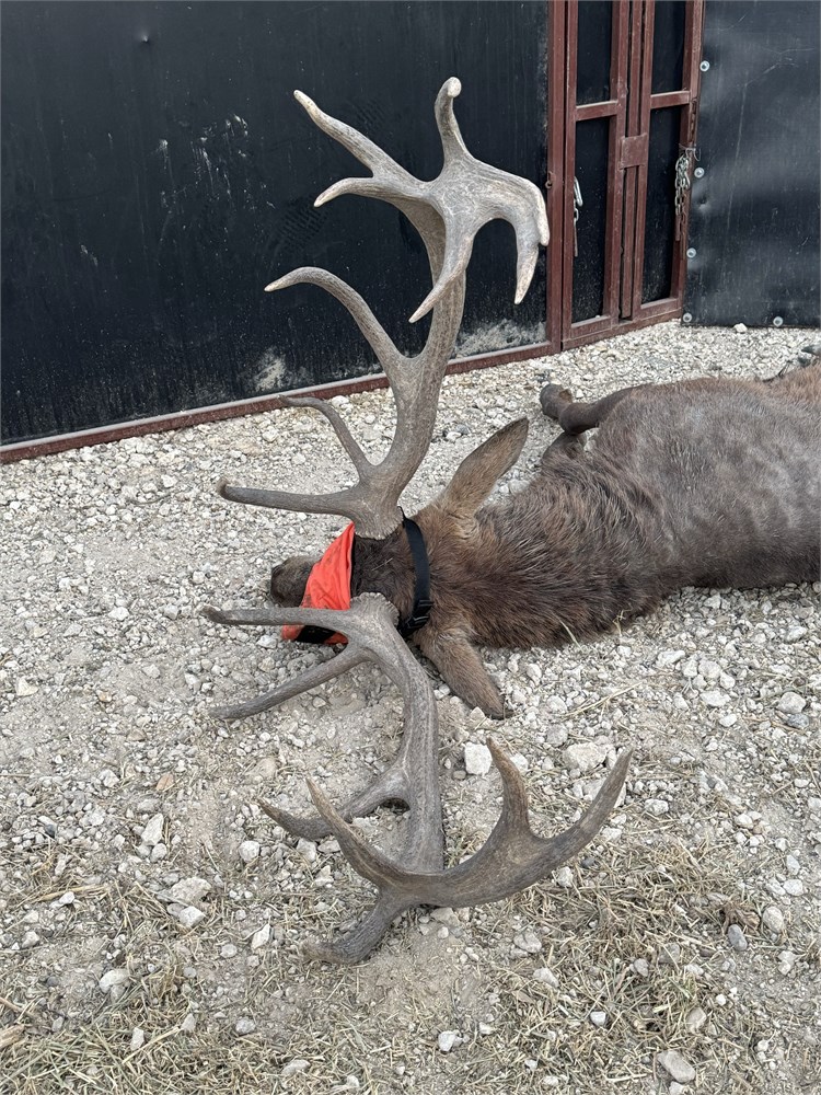 WildLife Buyer, LLC. - Elite Trophy Red Stag Power, Presence, 600 Genetics