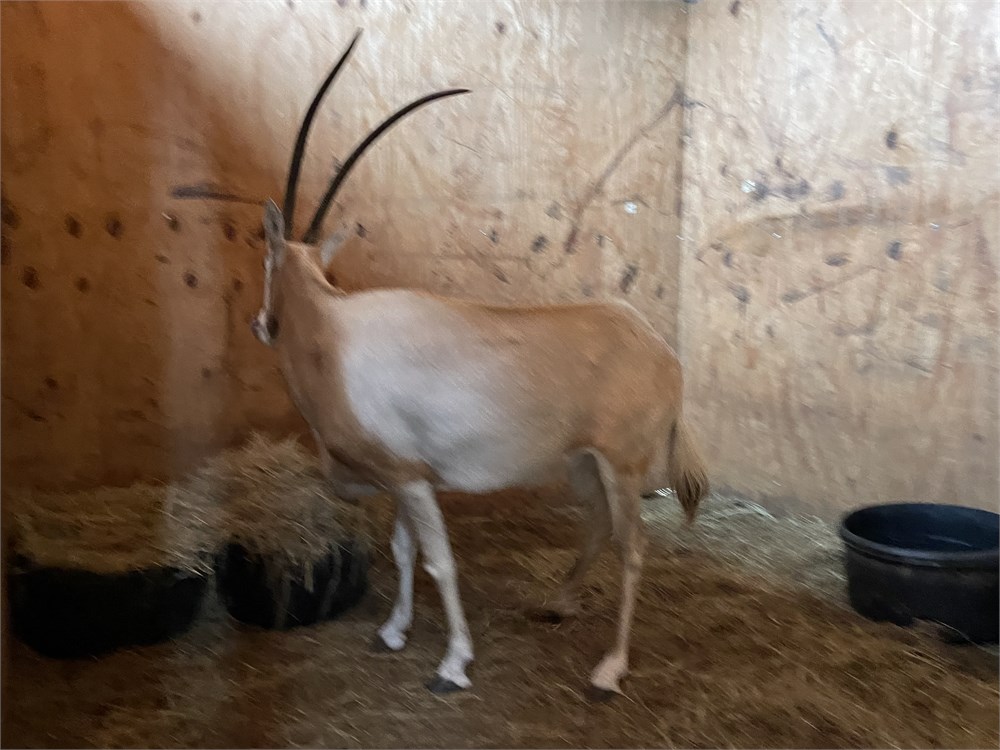 WildLife Buyer, LLC. - 0.1 Oryx Cow