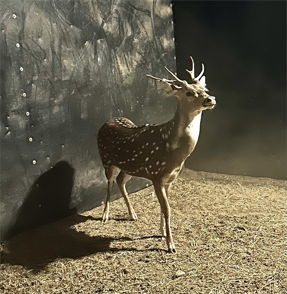 WildLife Buyer, LLC. - Axis Buck