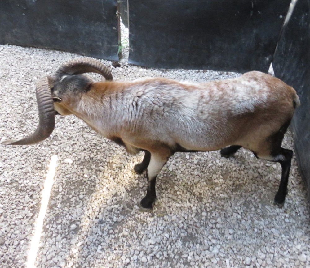 WildLife Buyer, LLC. - 1.0 CORSICAN (OKB#6-2)