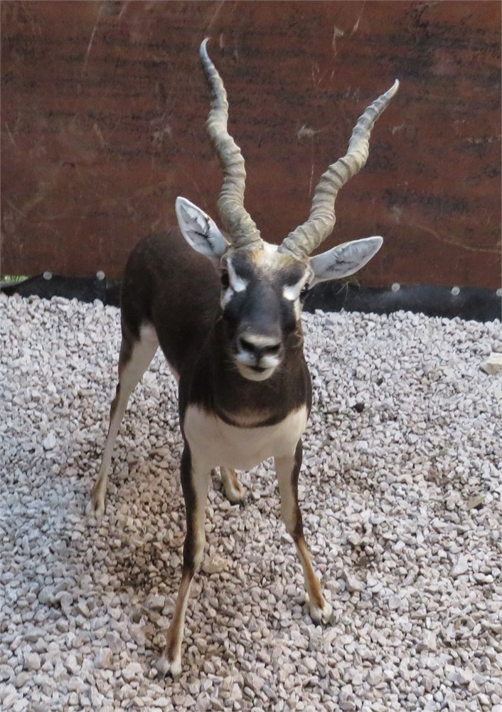 WildLife Buyer, LLC. - 1.0 BLACKBUCK (WB#17) - Ask About Insurance