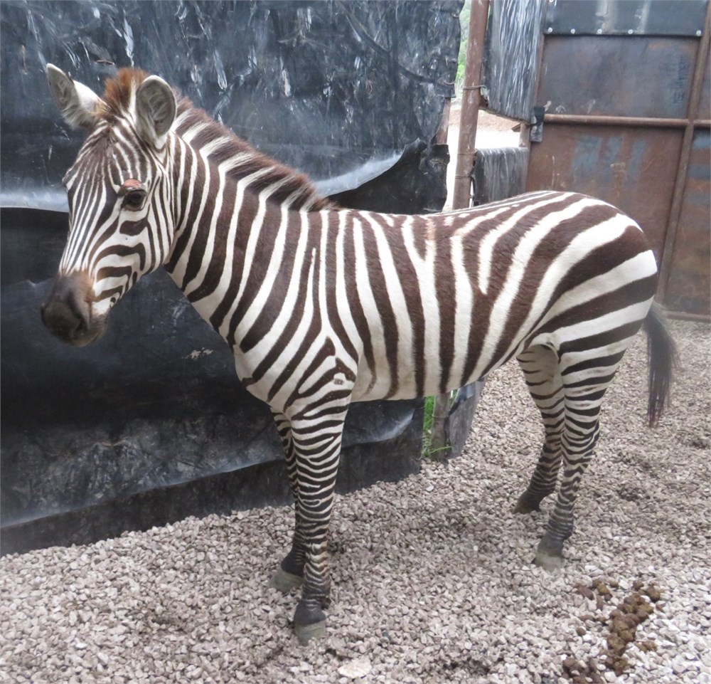 WildLife Buyer, LLC. - 1.0 ZEBRA (NKB#1)