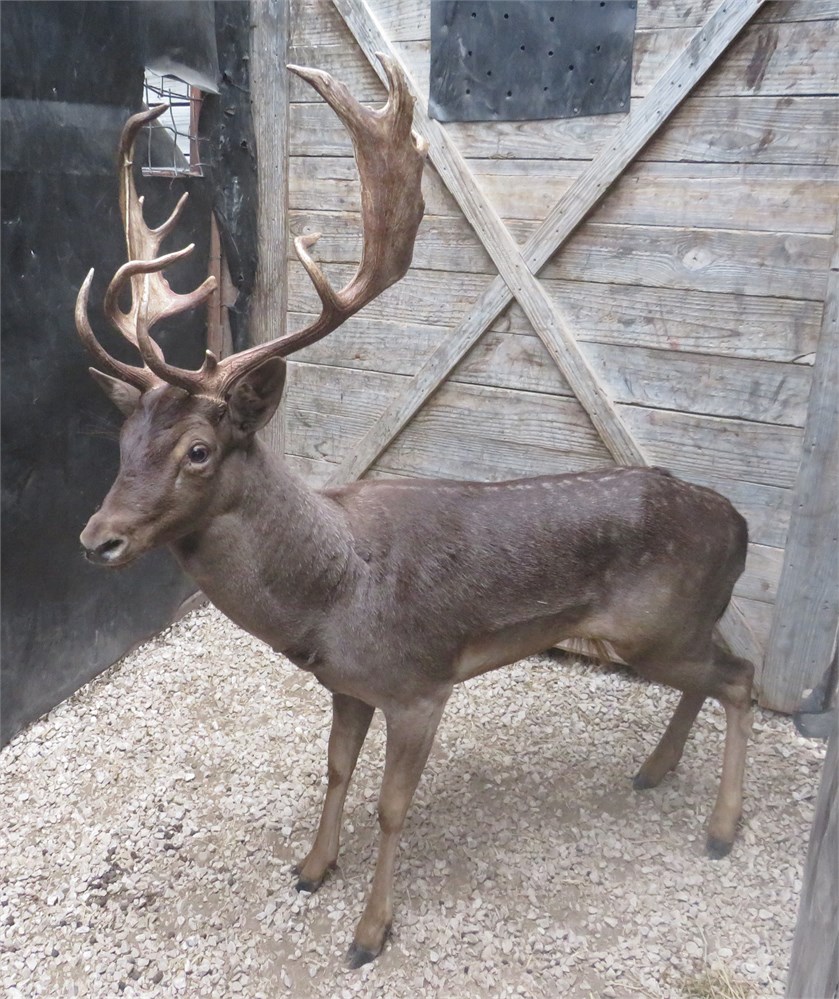WildLife Buyer, LLC. - 1.0 FALLOW (RB#6) - Ask About Insurance