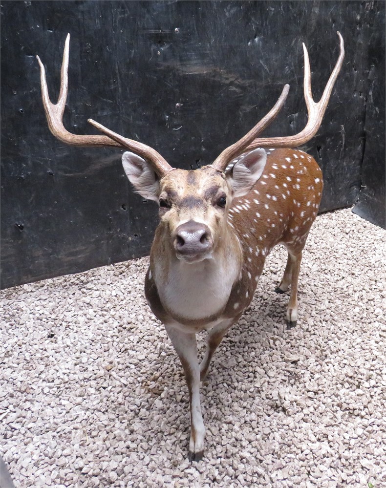 WildLife Buyer, LLC. - 1.0 AXIS (OKB#6-2)