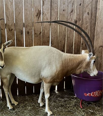 WildLife Buyer, LLC. - 0.1 Oryx Cow