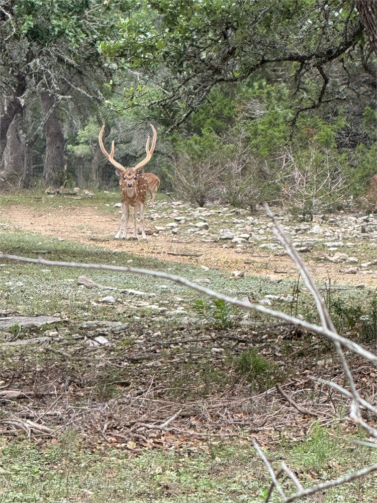 WildLife Buyer, LLC. - bottle baby axis female