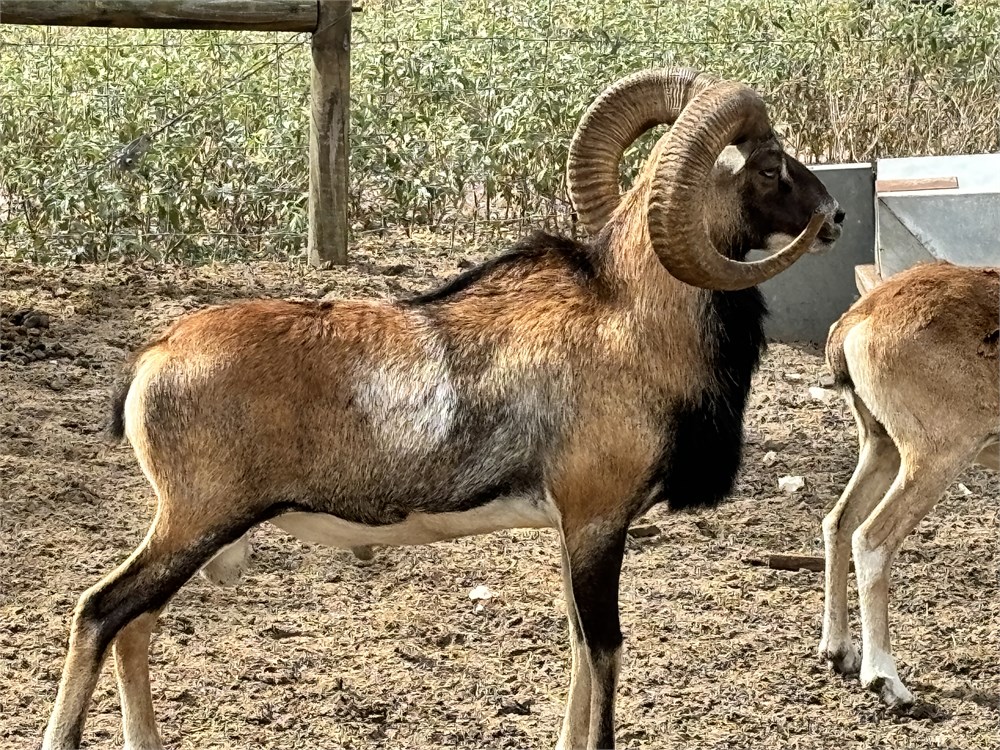 WildLife Buyer, LLC. - 100% Mouflon - Trophy Ram