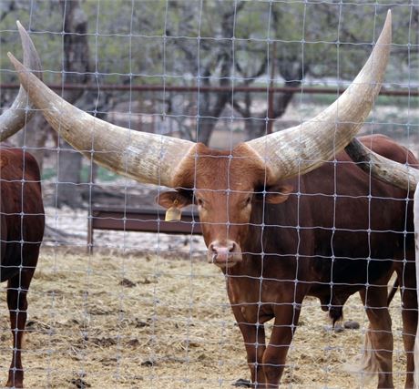 WildLife Buyer, LLC. - Huge Watusi steer