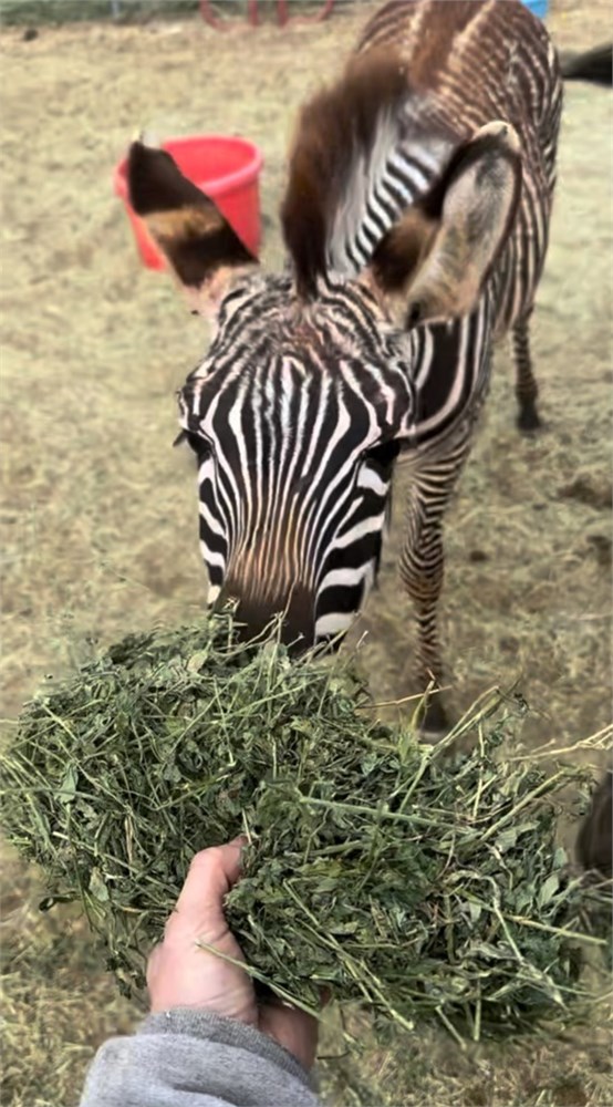 WildLife Buyer, LLC. - 1.0 friendly zebra