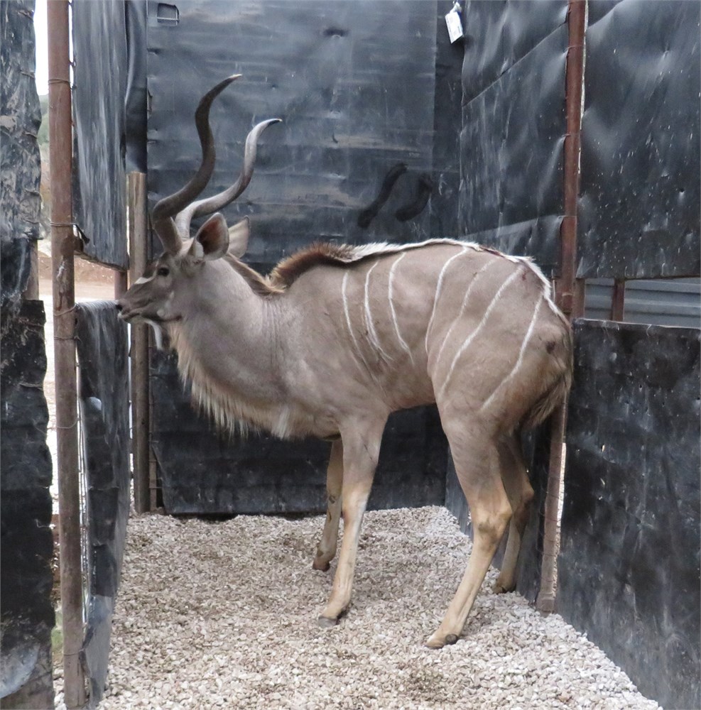 WildLife Buyer, LLC. - ⚡⚡1.0 KUDU (NKB#2)
