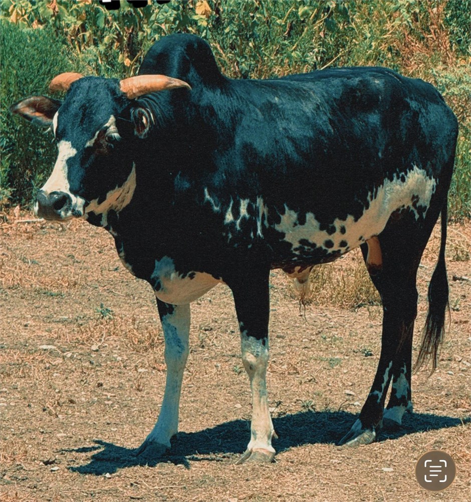 WildLife Buyer, LLC. - Proven Mini Zebu Bull – 4 Years Old – Gentle but ...