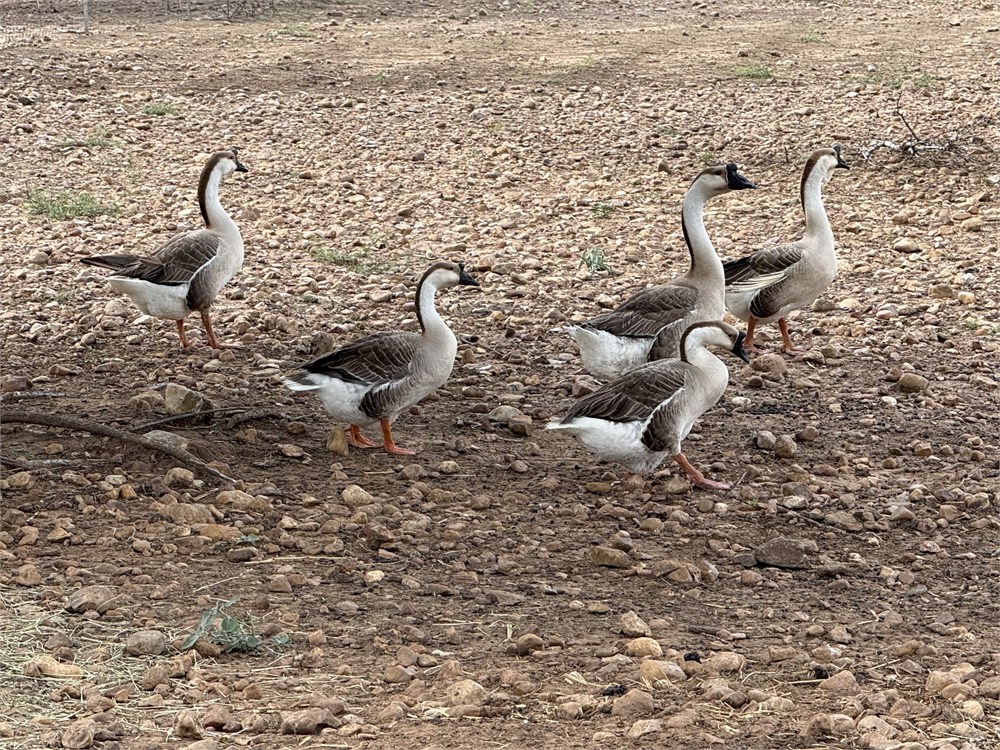 WildLife Buyer, LLC. - AFRICAN GEESE GOSLINGS