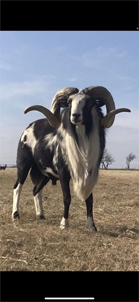 WildLife Buyer, LLC. - Painted desert ram