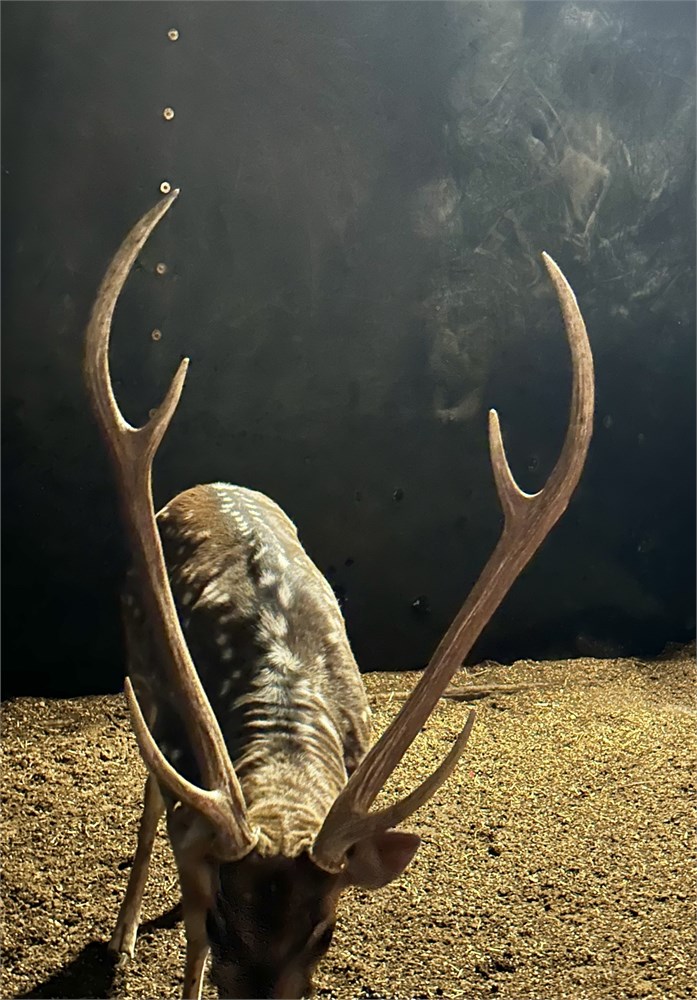WildLife Buyer, LLC. - GIANT Axis Buck! (winter antlered, trapped in town)