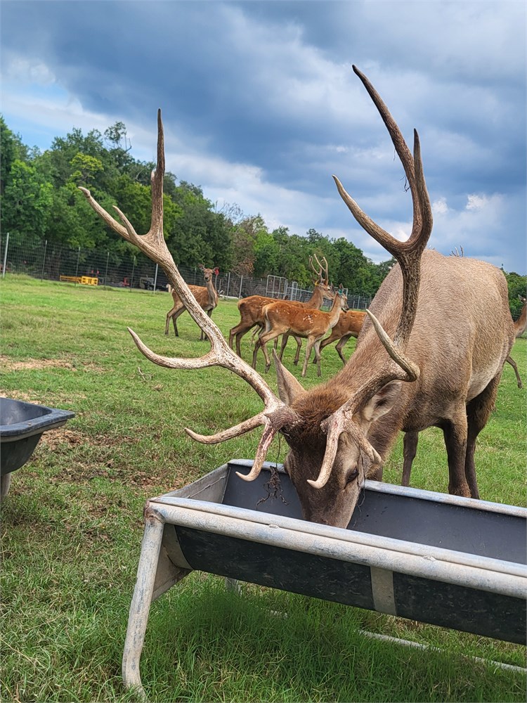WildLife Buyer, LLC. - Trophy Bull Elk