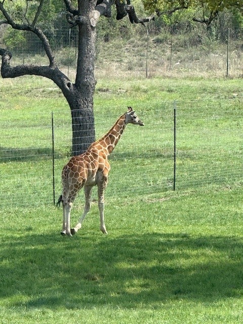 WildLife Buyer, LLC. - 漣 1.0 GIRAFFE-Life Insurance Options Available!