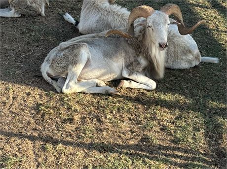WildLife Buyer, LLC. - Tx Dall Ram
