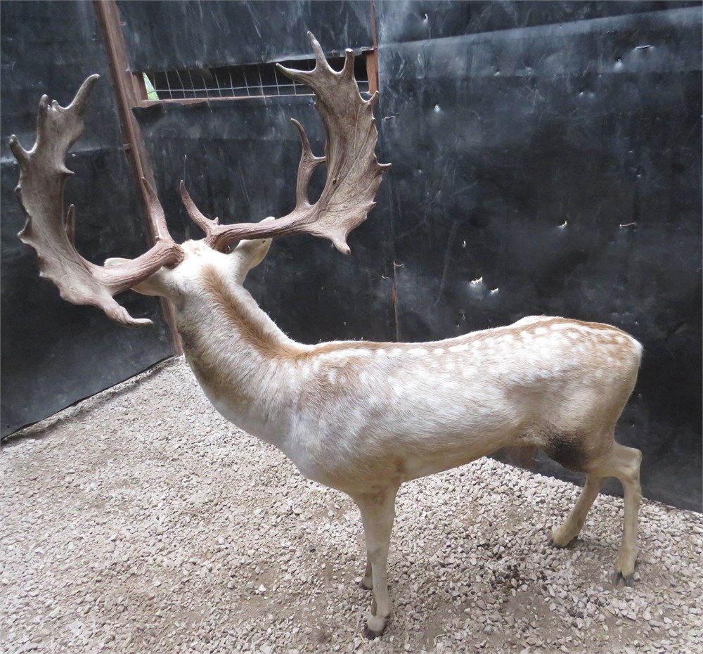 WildLife Buyer, LLC. - 1.0 FALLOW (RB#7) - Ask About Insurance