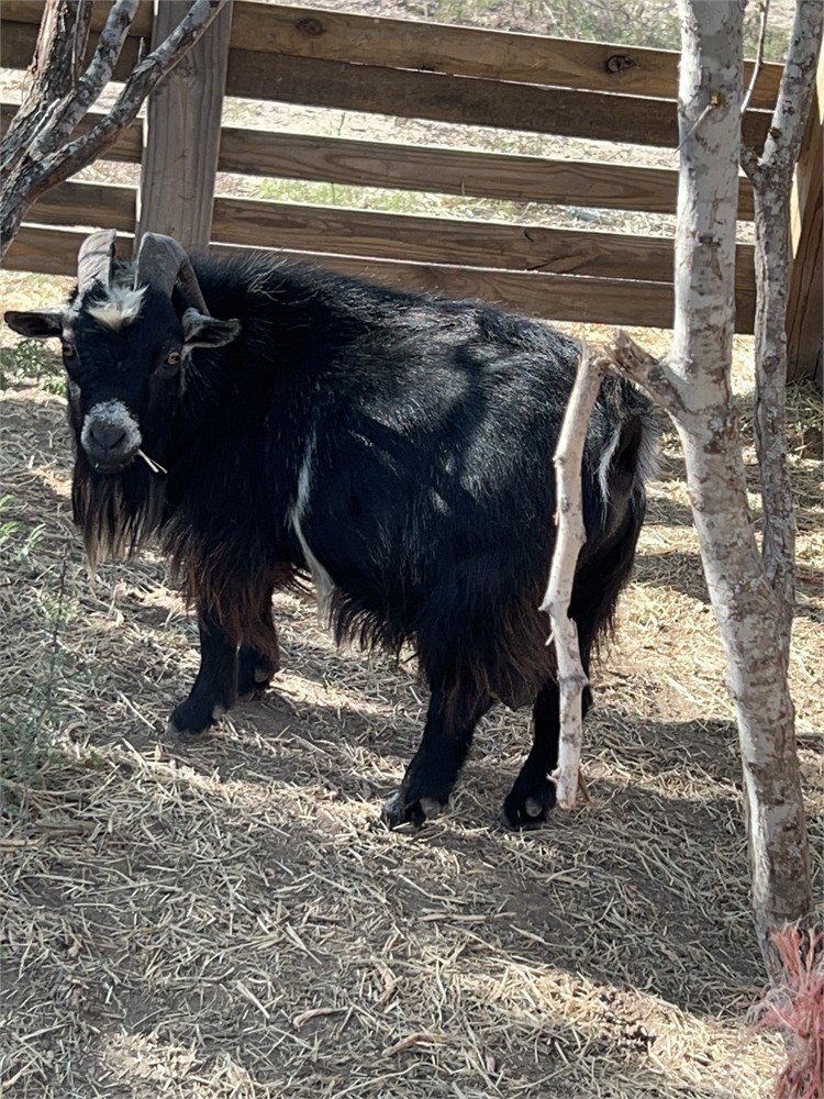 WildLife Buyer, LLC. - Nigerian Buck Goat