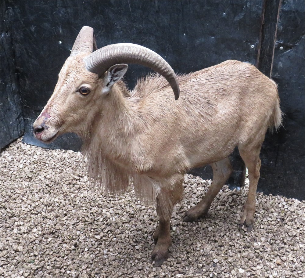 WildLife Buyer, LLC. - 1.0 AOUDAD (OKB#6-1)