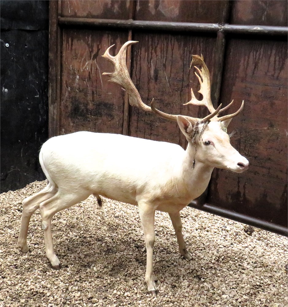 WildLife Buyer, LLC. - 1.0 WHITE FALLOW BUCK WB#1 YELLOW TAG #2044