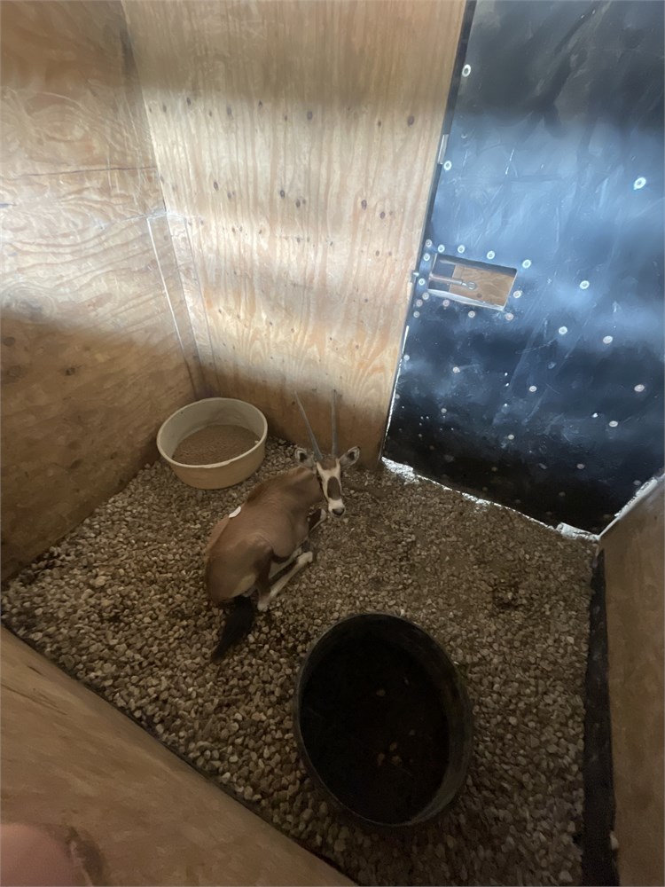 WildLife Buyer, LLC. - 0.1 Gemsbok/Scimbok