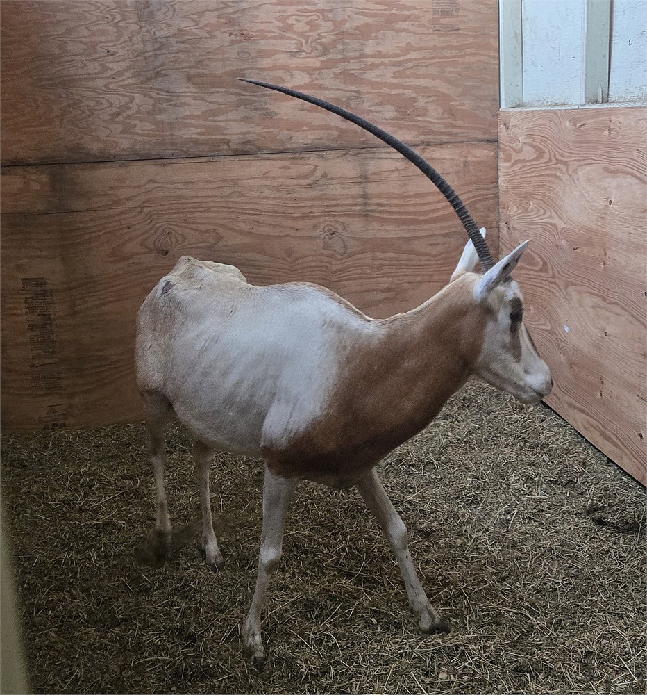 WildLife Buyer, LLC. - 0.1 Oryx