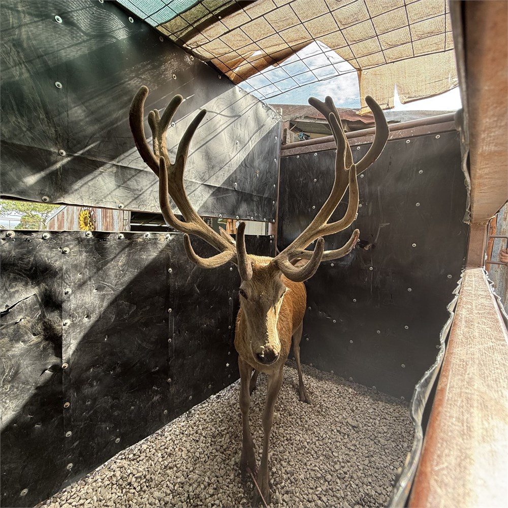WildLife Buyer, LLC. - 1.0 Stag
