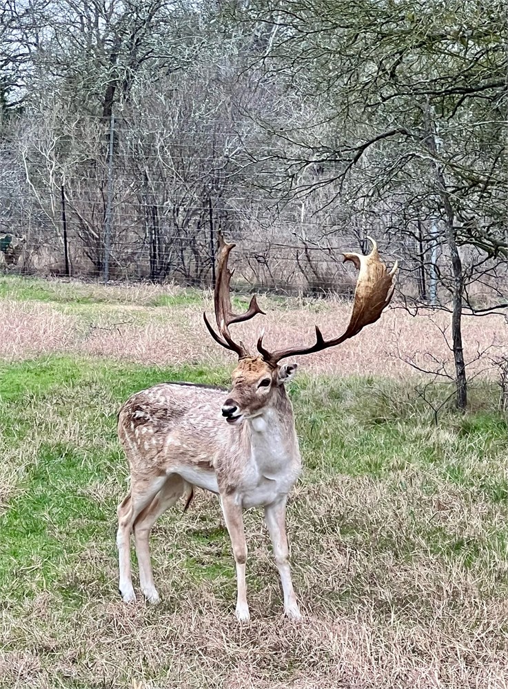 WildLife Buyer, LLC. - 1.0 FALLOW