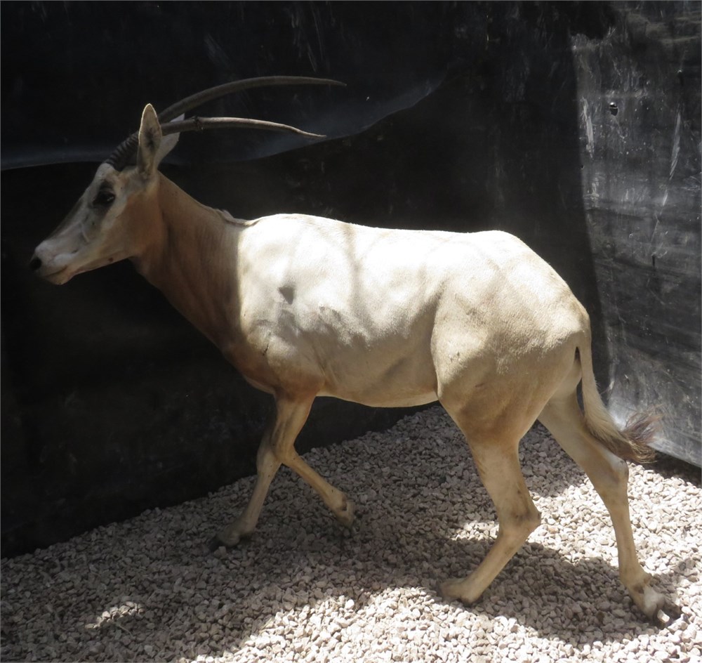 WildLife Buyer, LLC. - 0.1 SCIMITAR (NKB#8) - Ask About Insurance