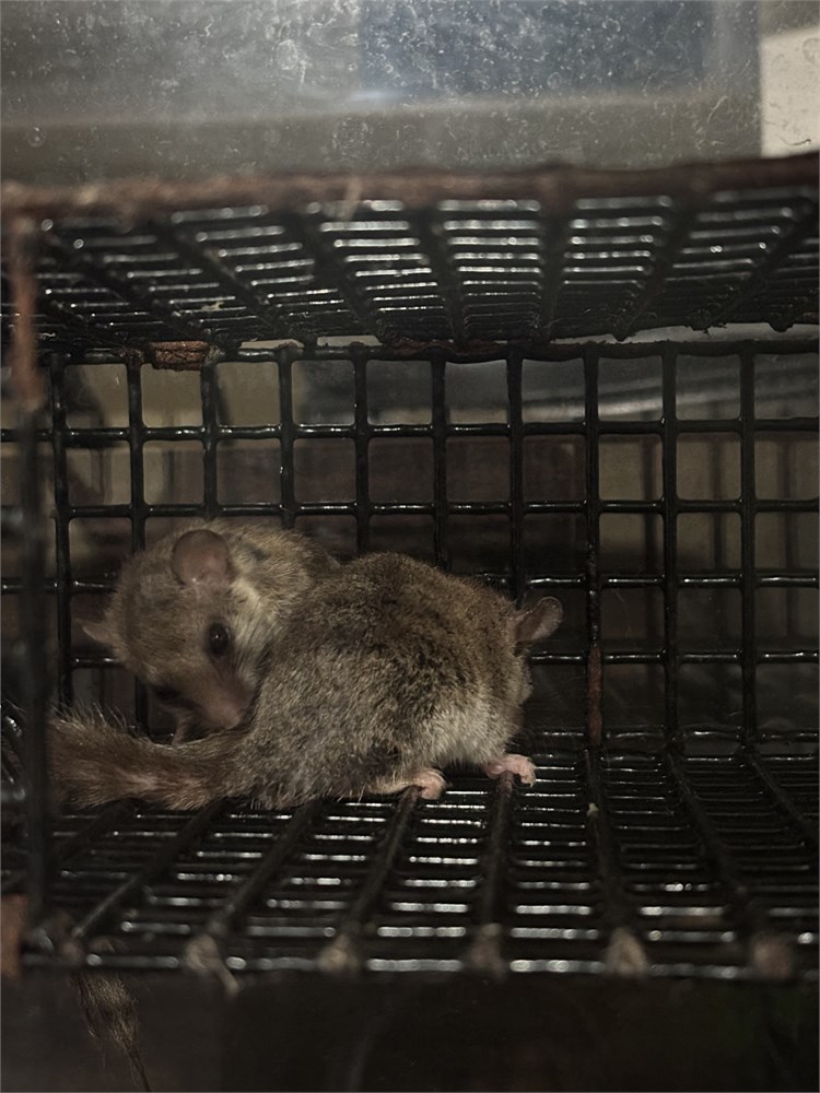 WildLife Buyer, LLC. - 1.2 Micro squirrel