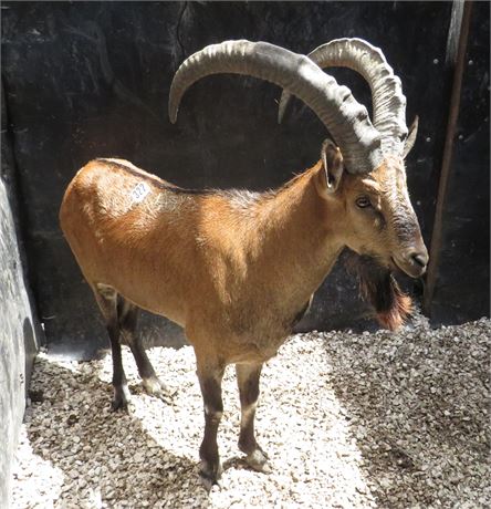 WildLife Buyer, LLC. - 1.0 ALPINE / NUBIAN IBEX CROSS TAG #322 (OKB#7)