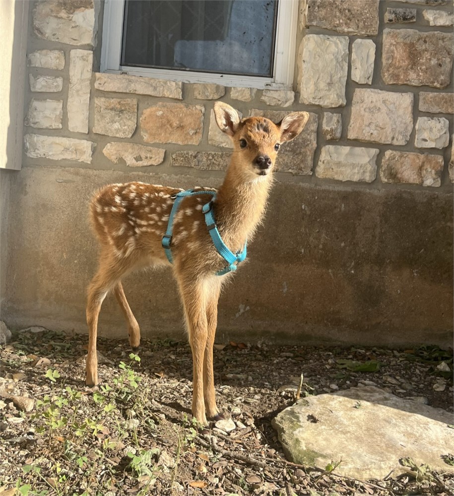 WildLife Buyer, LLC. - 0.1 Sika Bottle Baby